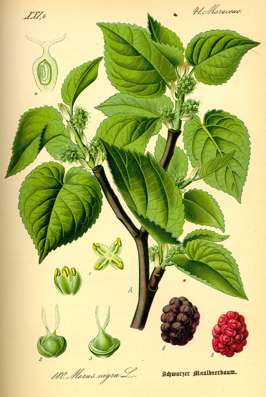 MULBERRY TREE IMAGES |The Garden of Eaden