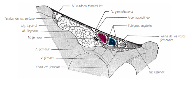 Disección de Región Inguinal. - Medicina Valera
