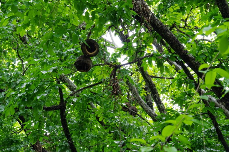 Trees and Plants: Monkey Pot (Sapucaia Nut Tree)