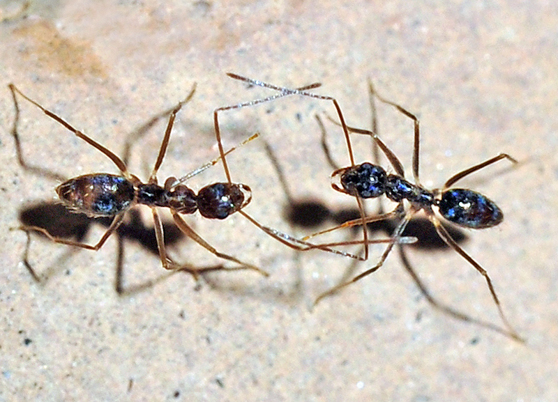 Control de Plagas en Sanidad Ambiental: Hormiga loca Paratrechina ...