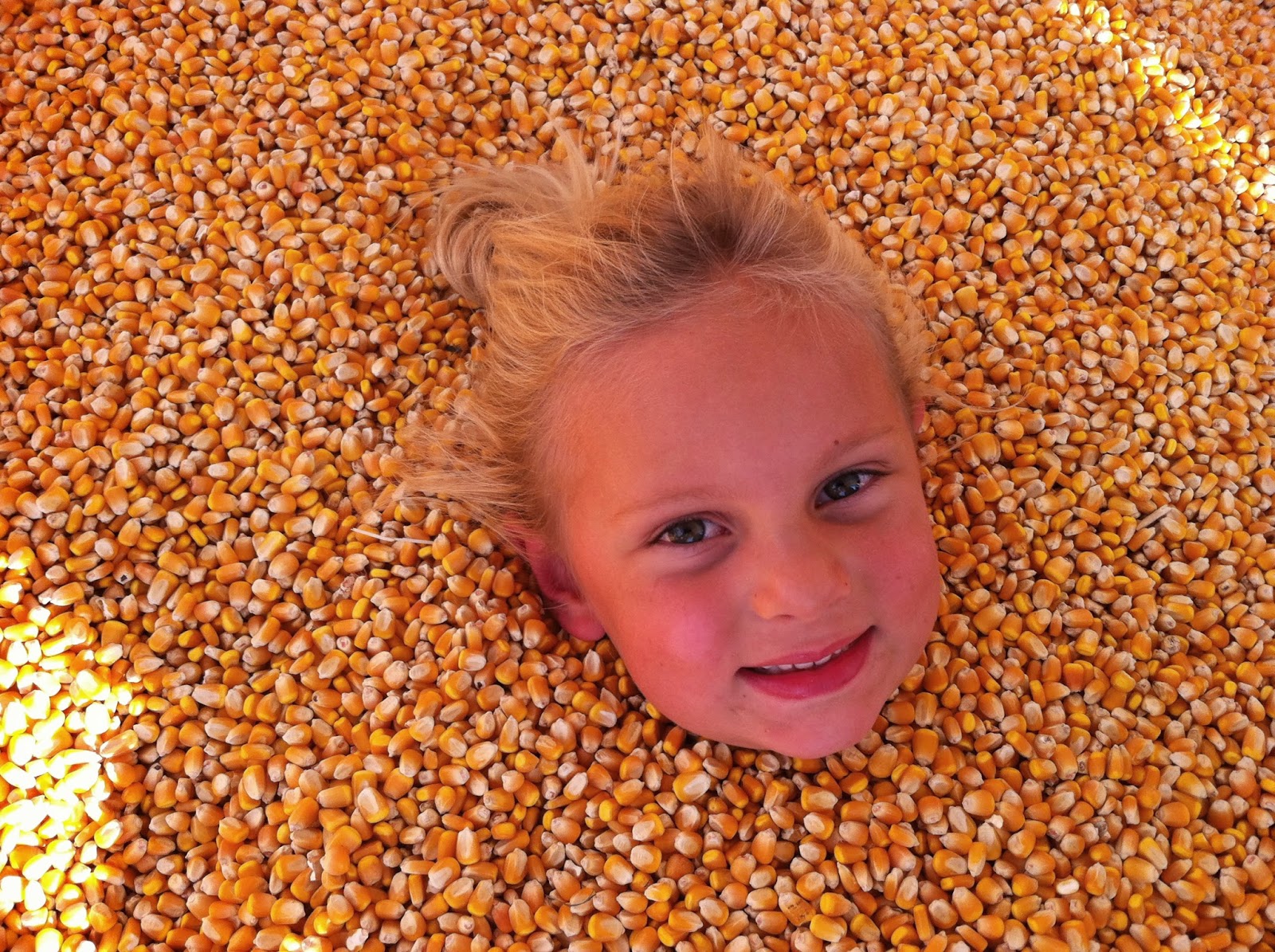 hummingbird hype: Corn Maze, Giant Pumpkin, Beautiful Sunflowers, Hay ...