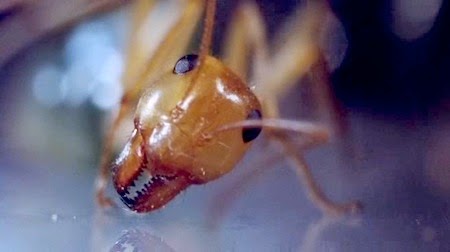 The Film Corner with Greg Klymkiw: PHASE IV - Review By Greg Klymkiw ...