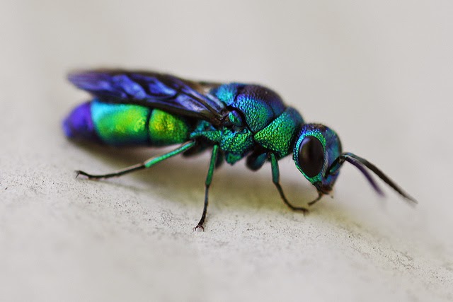 One species a day: Cuckoo wasp