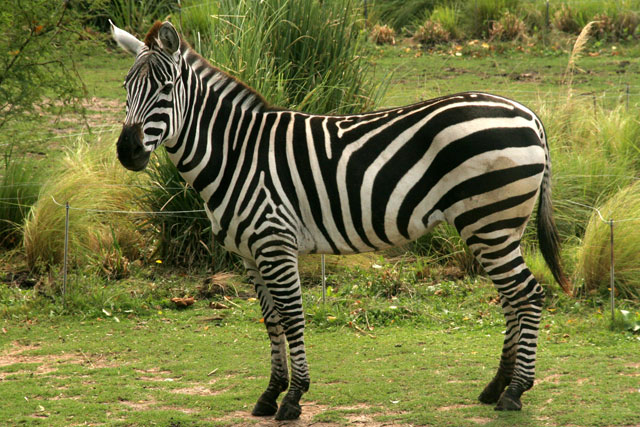 Animals of the world: enero 2016