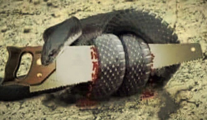 Filosofi Ular Melilit dan Membelit - ANGKRINGAN SOSIAL