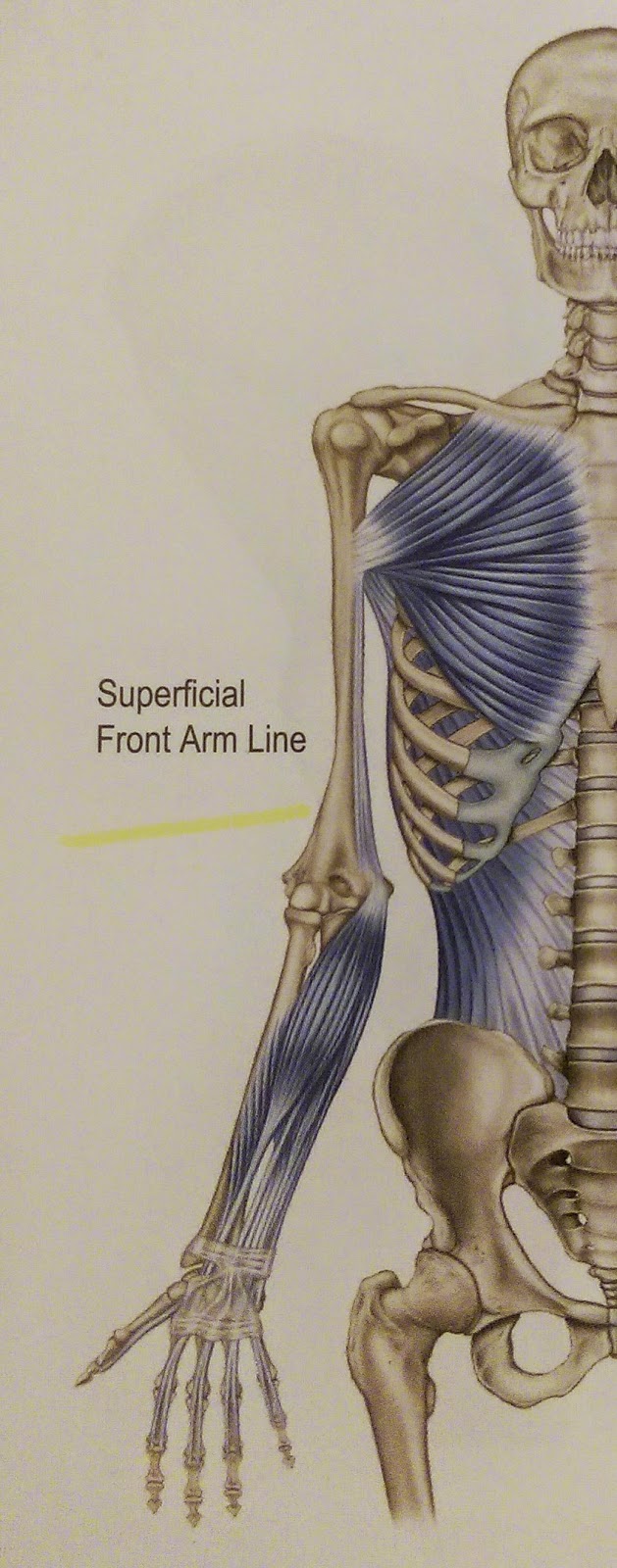 Balance: 6. The Superficial Front Arm Line