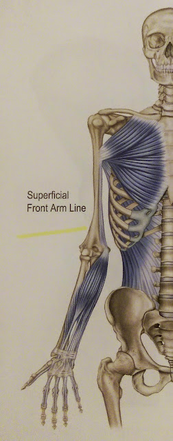 Balance: 6. The Superficial Front Arm Line