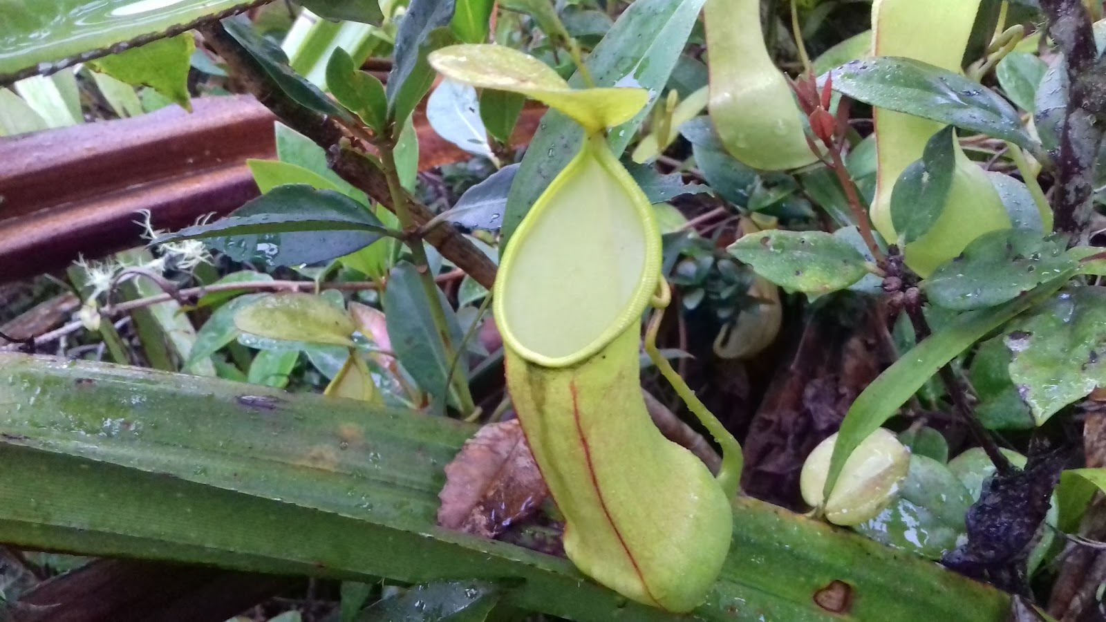 MENGINTIP BIDADARI DI TELAGA PUTRI SIBAYAK - Pandan Adventure