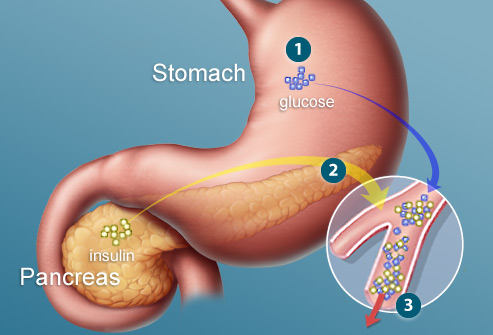 emh05-glycemia regulation