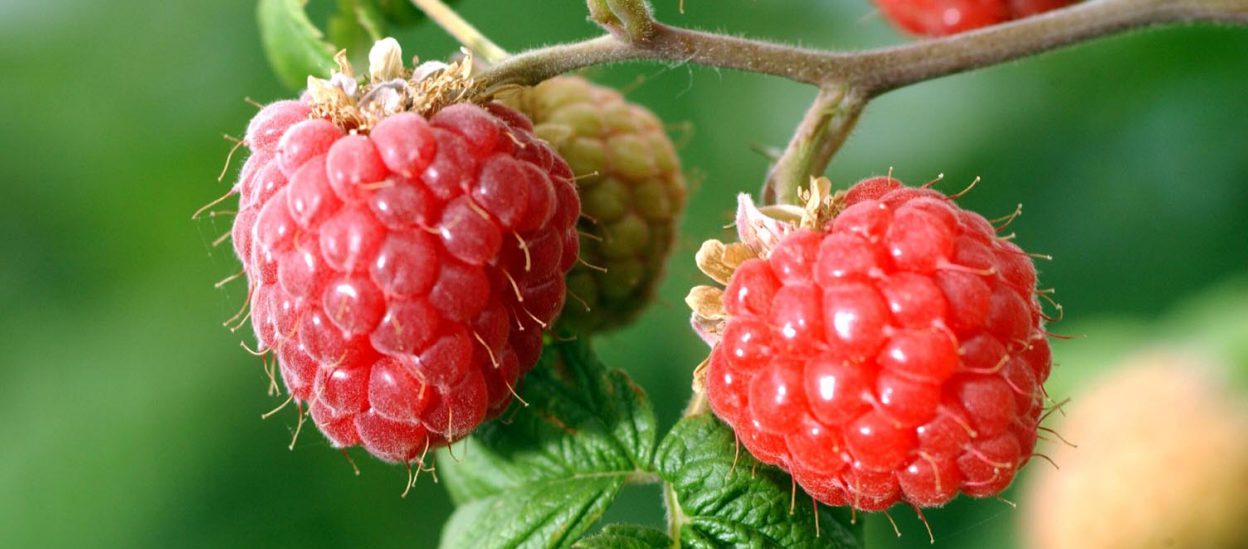 Formación y desarrollo del fruto - Biología