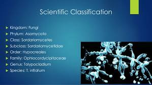MAMALAND MUSHROOM FARMS.: FUNGI AND PHARMACEUTICAL INDUSTRY: THE ...