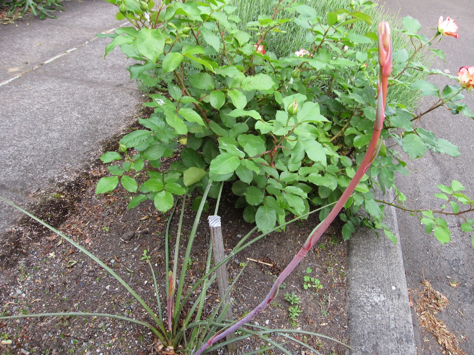 MulchMaid: Garden Bloggers' Bloom Day, May 2014