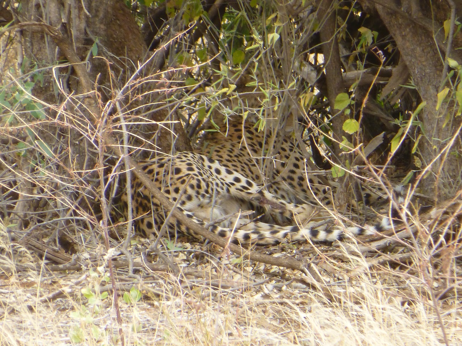 Adventures with Cheetah Poop