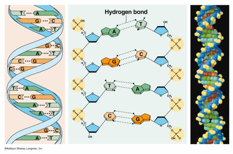 Ciencias Para El Mundo Contemporáneo: Estructura del DNA