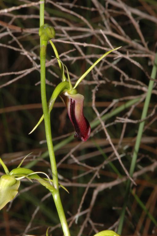 The Nature of Robertson: January 2012