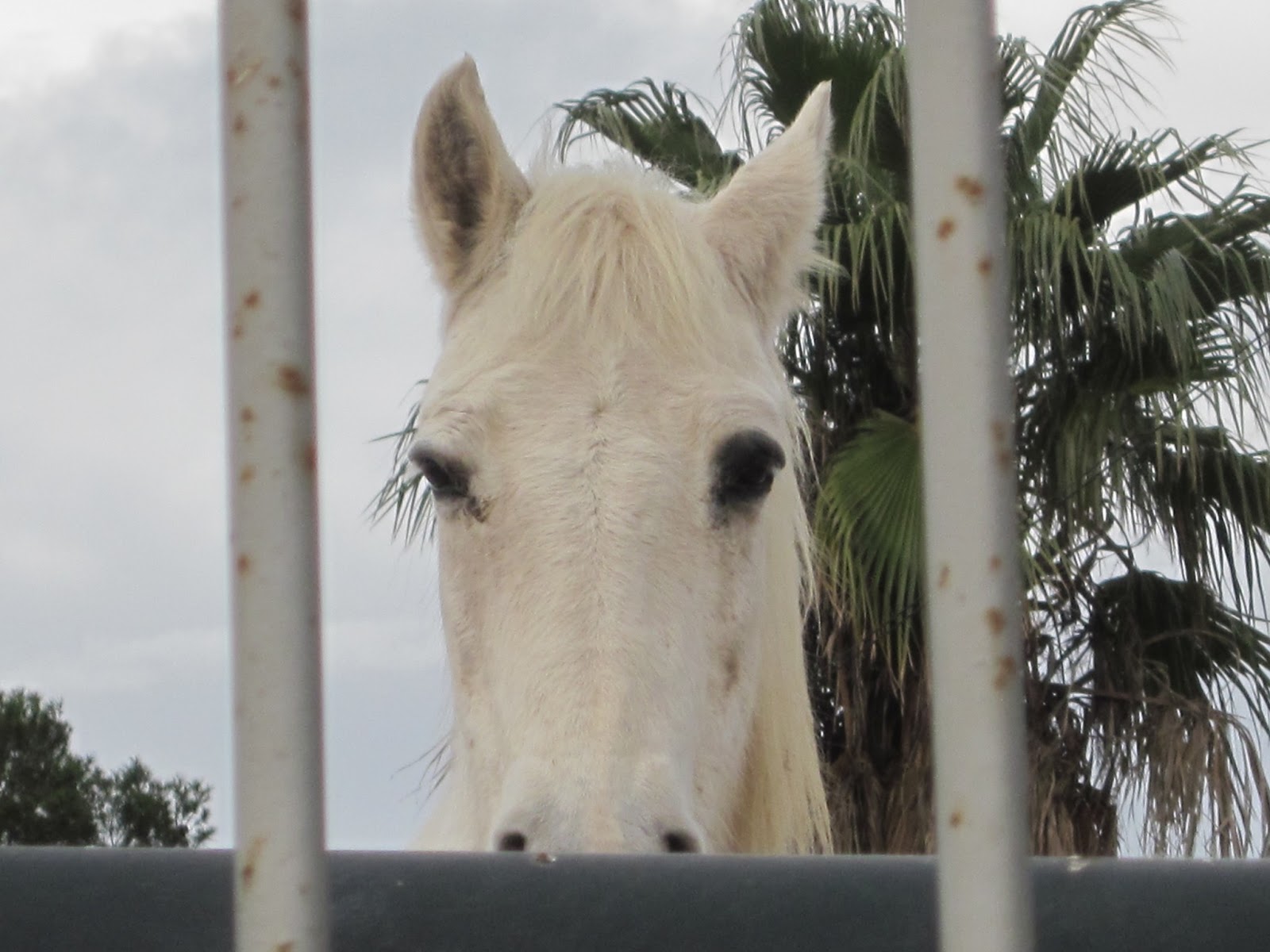 Viciclisme / Viciclismo: de febrer 2013