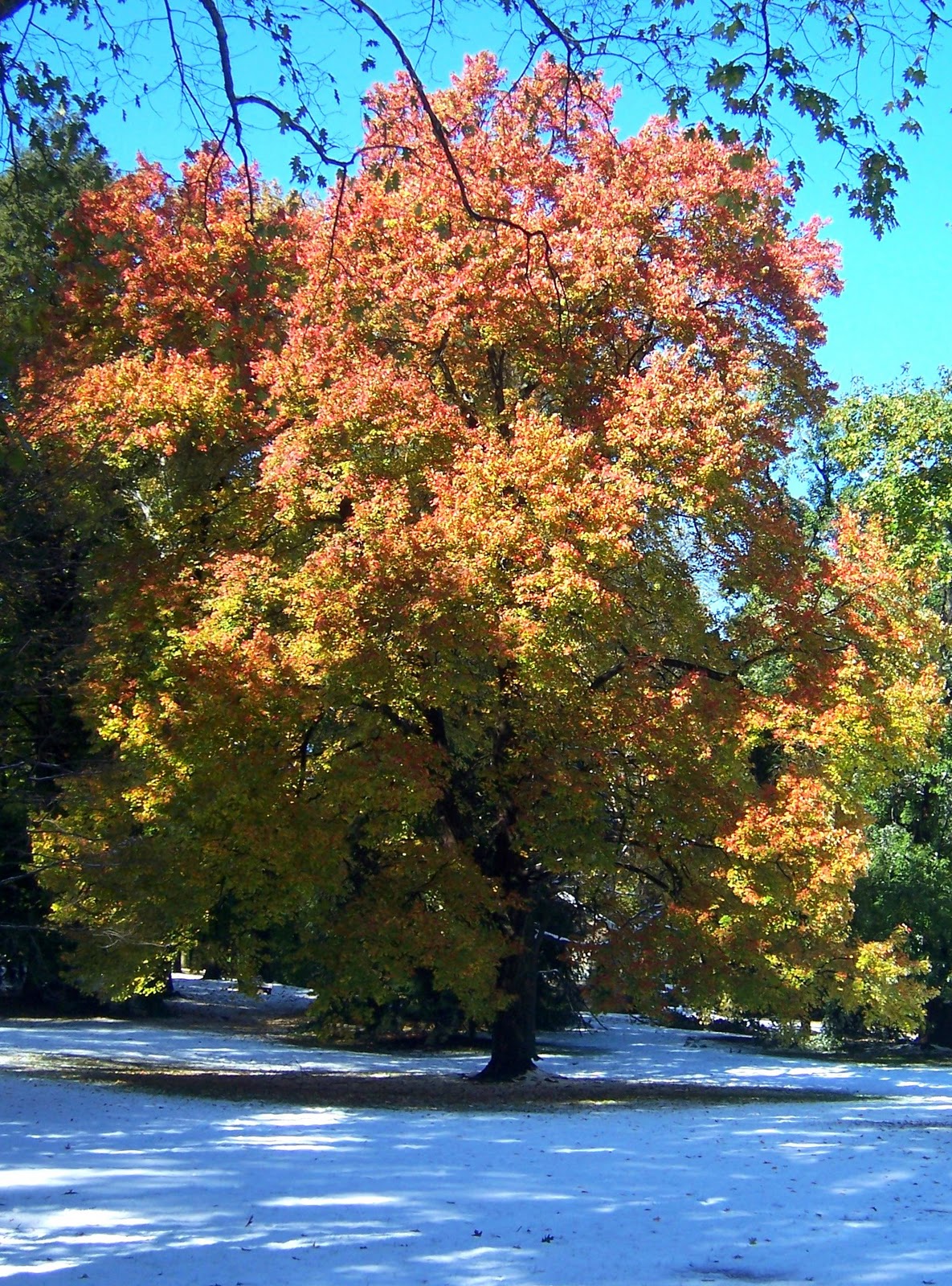 Wissahickon Schist: Fire and Snow, or Impossible Beauty