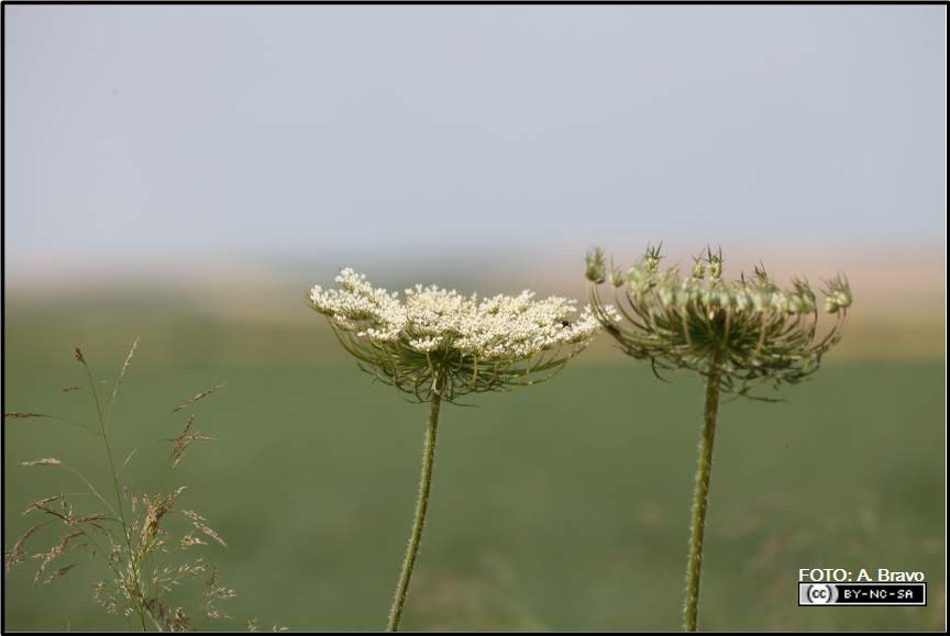 FAUNA AUXILIAR: FAM. APIACEAE (UMBELLIFERAE)