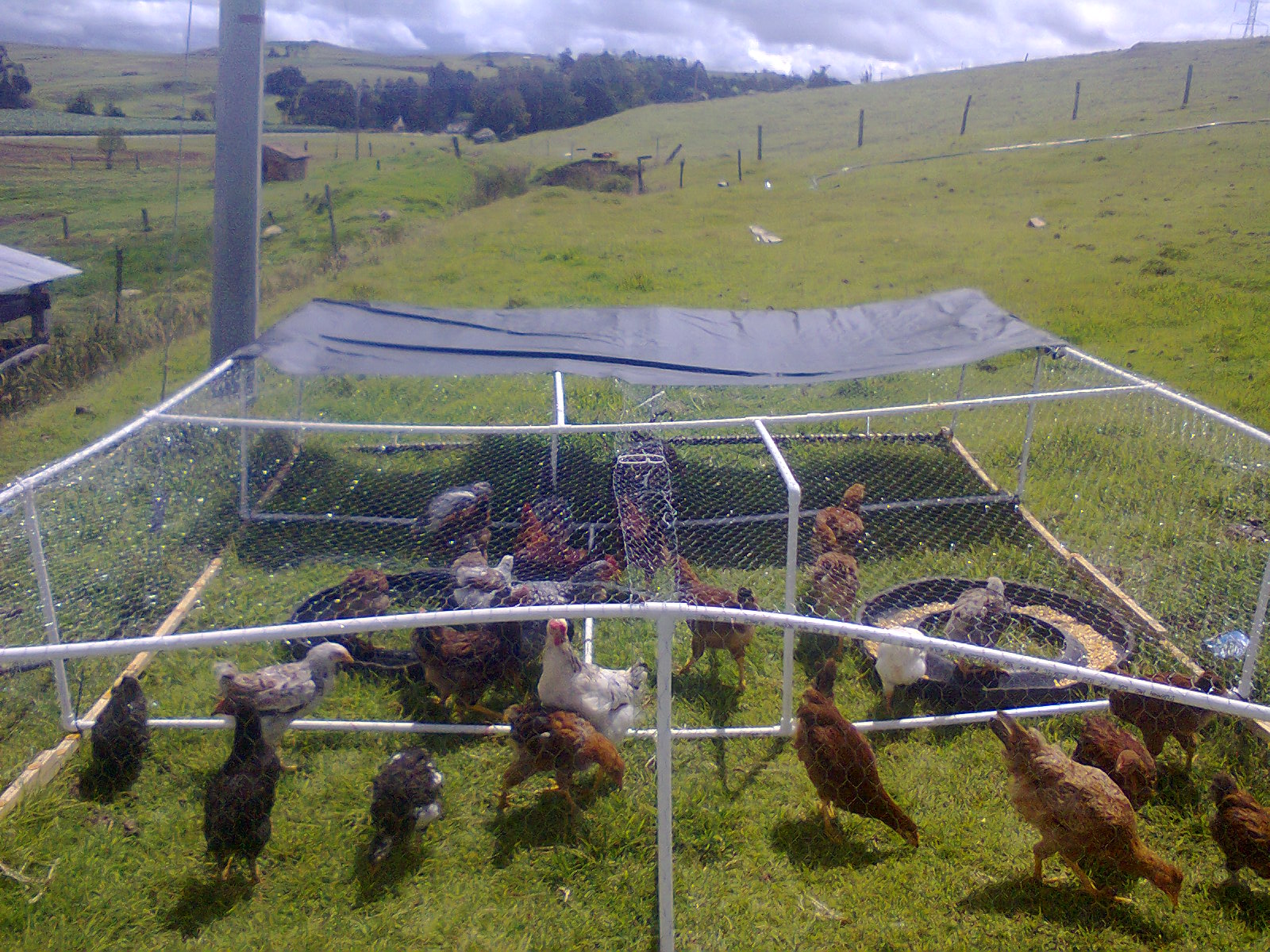 POLLO CAMPESINO AUTOCTONO ANDINO: FOTO GALERIA