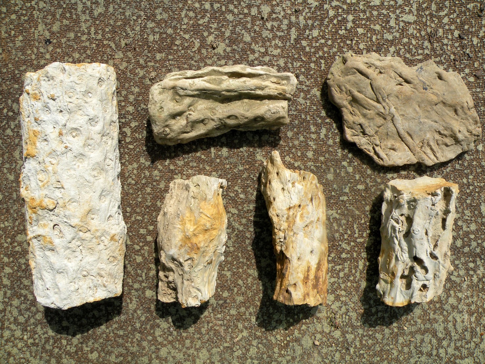 flux biota.: Fossil Hunting in Iowa. Lycopsid tree.