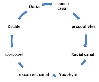 Sycon Canal System With Diagram & Significance | Biology Blog