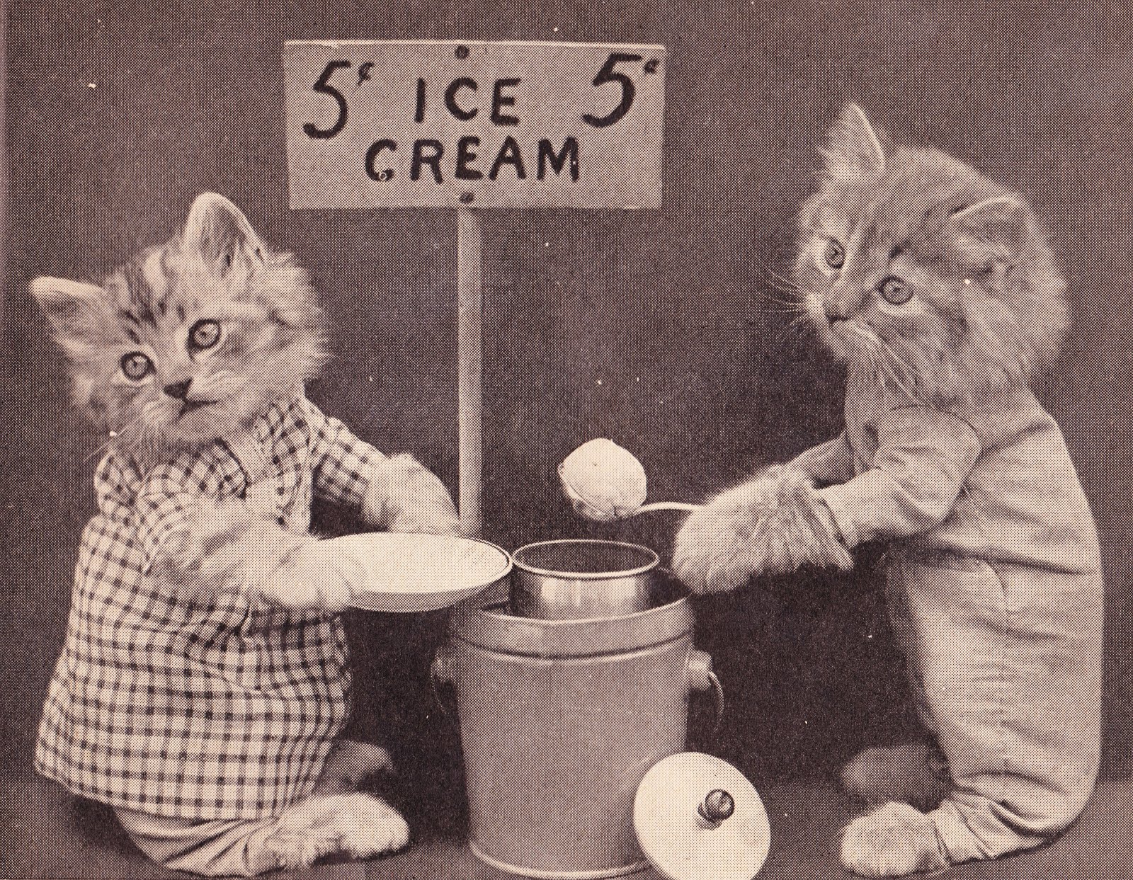 Papergreat: Gratuitous photo of two cats dishing out some ice cream