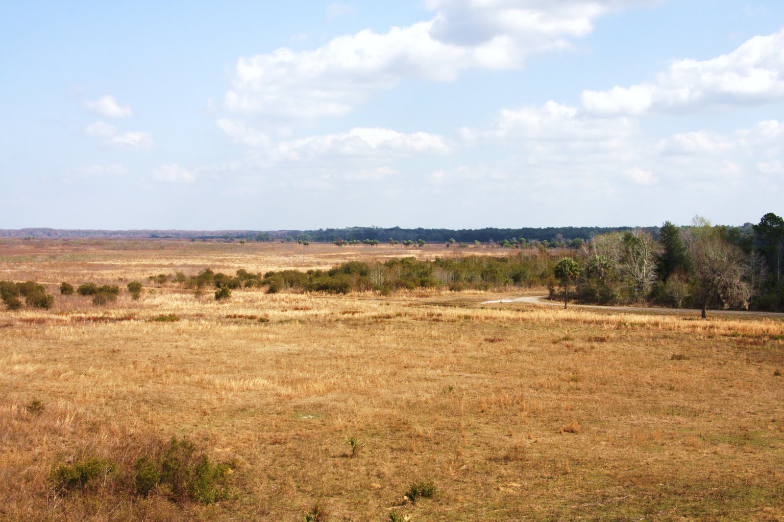 The Camp Host: Paynes Prairie