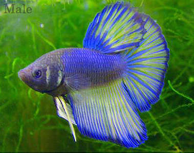 Tudo sobre Kinguios: Tudo sobre Betta - manutençao,reproduçao, e ...