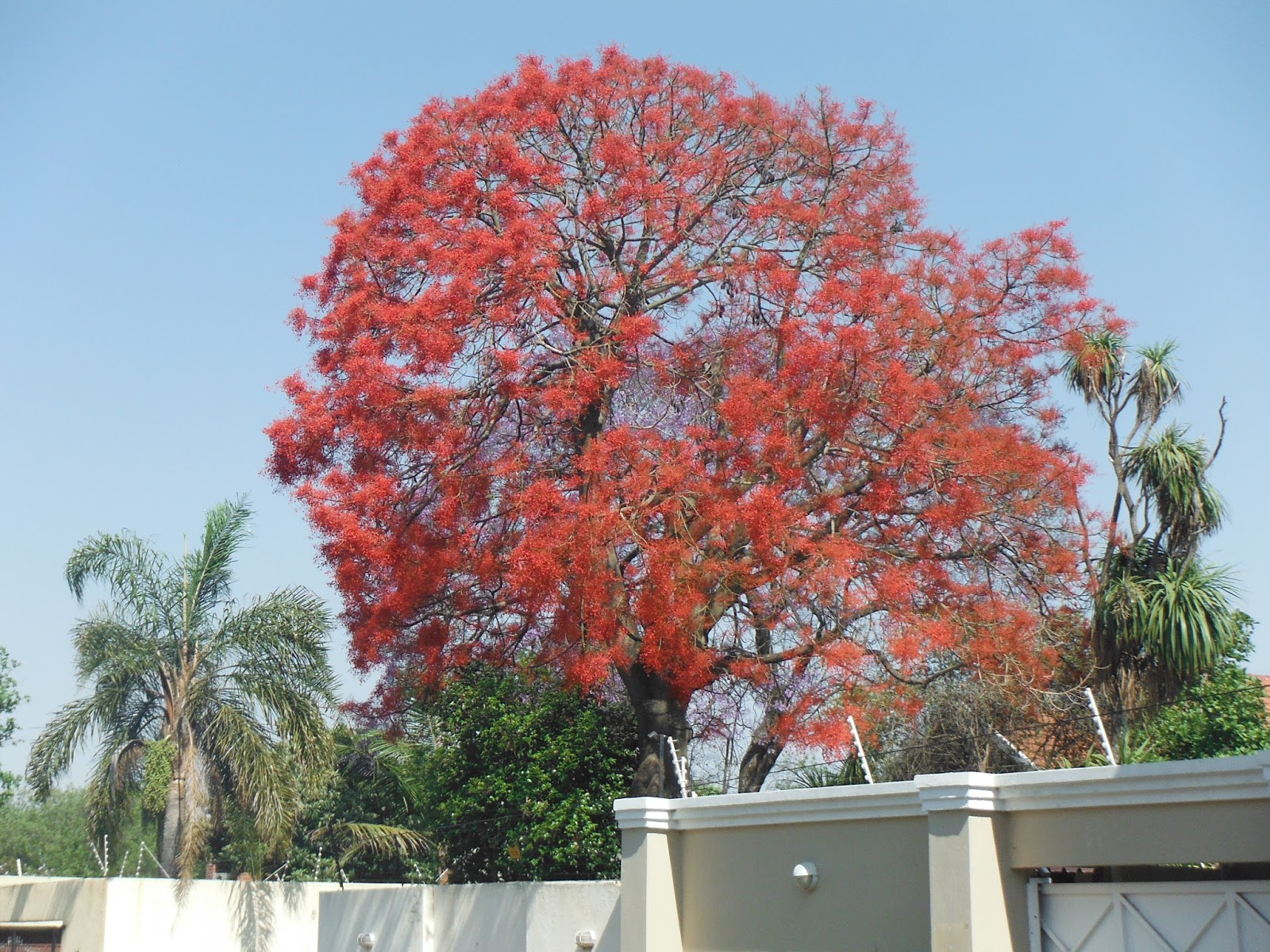 The Lees in South Africa 2016-2017: 2016