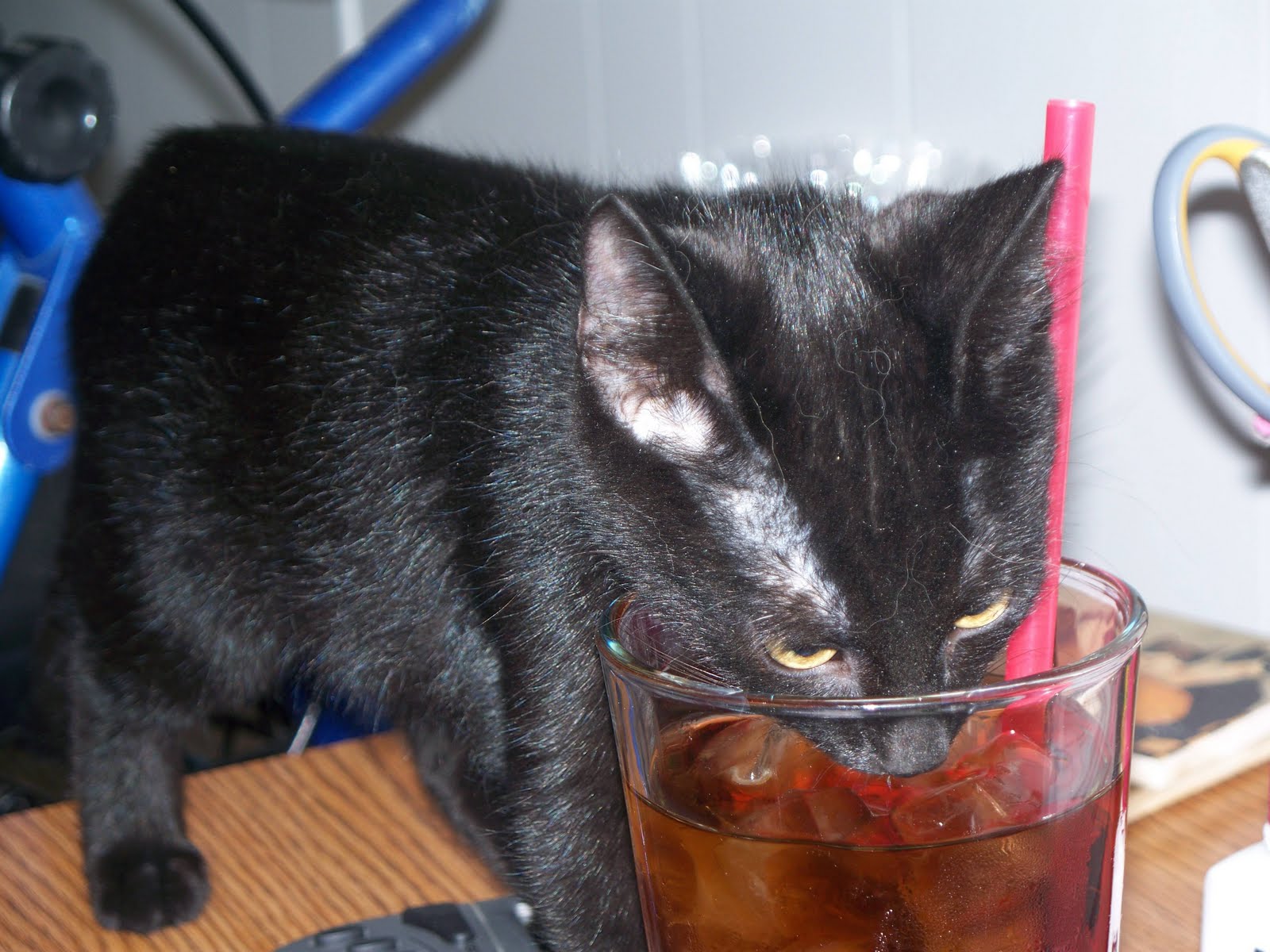 Cat's Eye View @ MPL: Kitty Cool-Down Strategies