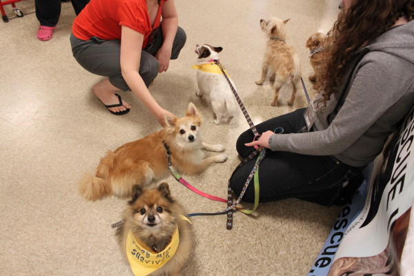 My Loyal Rescue Foster Dogs: PetSmart Adoption Days
