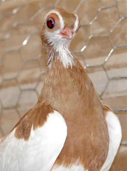 Buda Grizzle Budapest Short Face Tumbler | BD PIGEONS