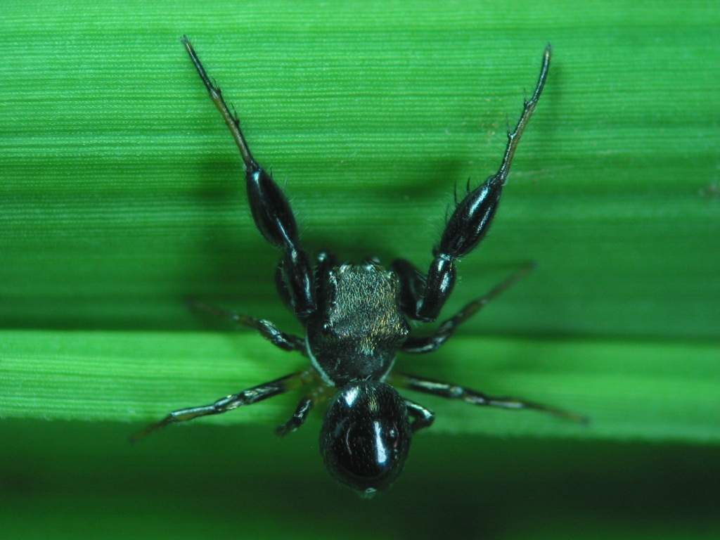 Jumping spiders of India