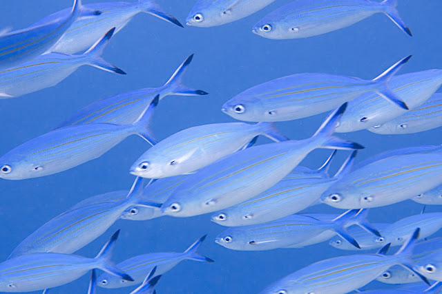 IKAN LAUT ASLI INDONESIA: Caesio lunaris