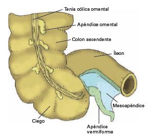 Unidad V - Abdomen, Intestino grueso ~ TúResumenMedStudent 2.0
