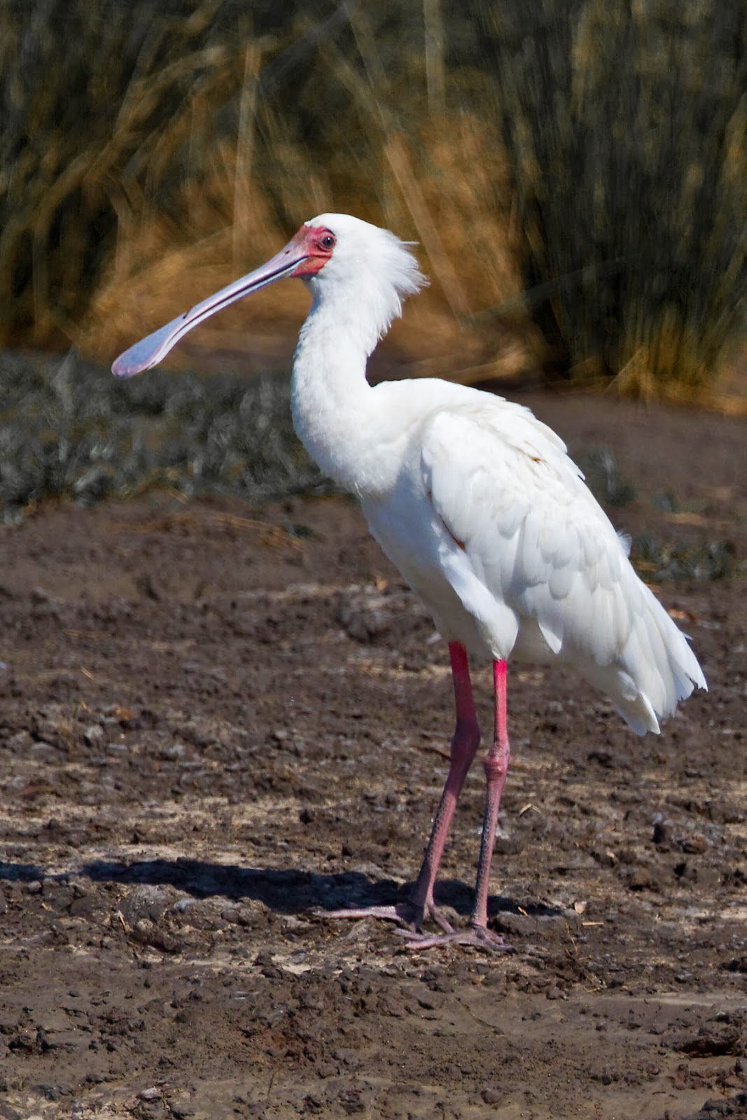 Tanzania & Zanzibar: African Spoonbill