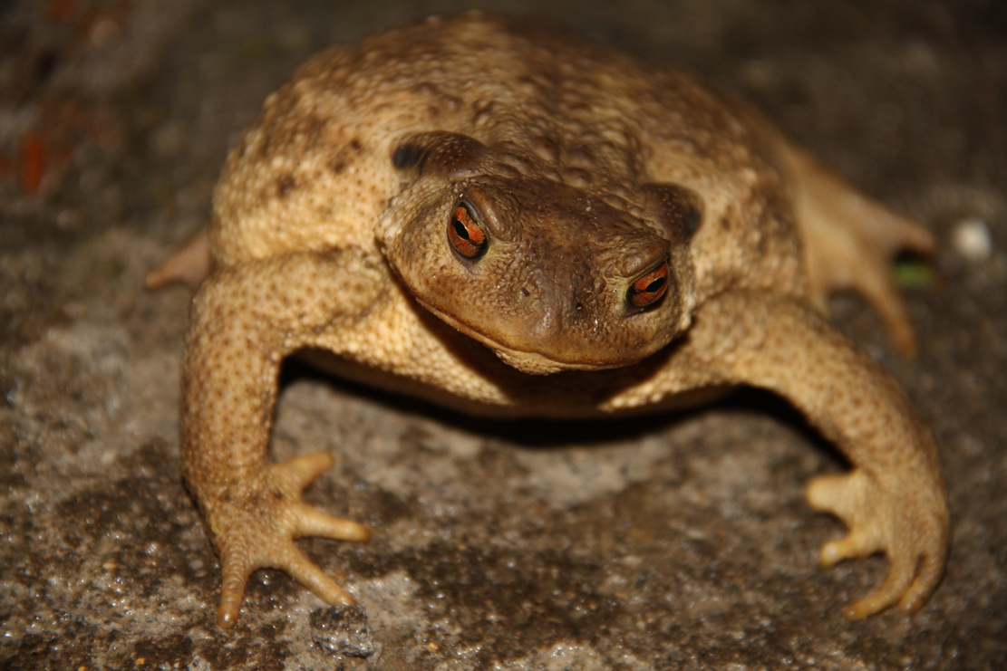 jonandonimartin (Pegote): SAPO COMUN (Bufo bufo)