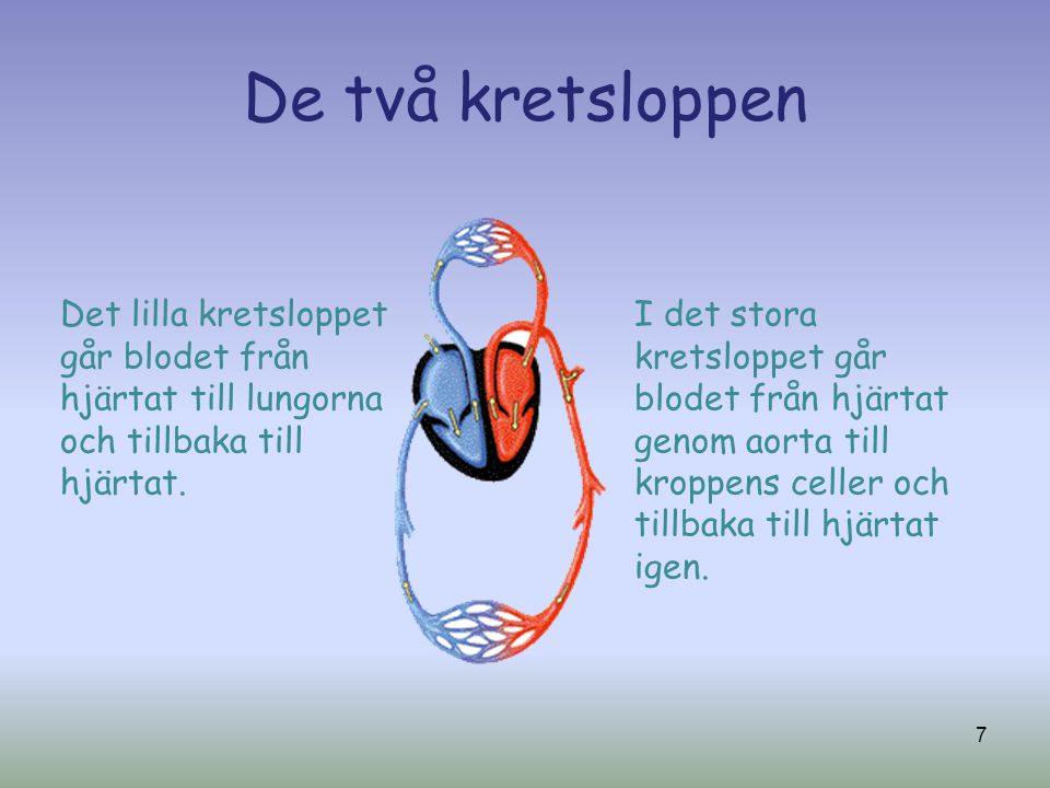Människokroppen Nättraby: Blodet