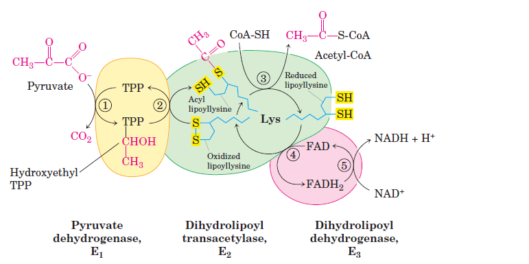 Bioquímica: Formación de Acetil CoA