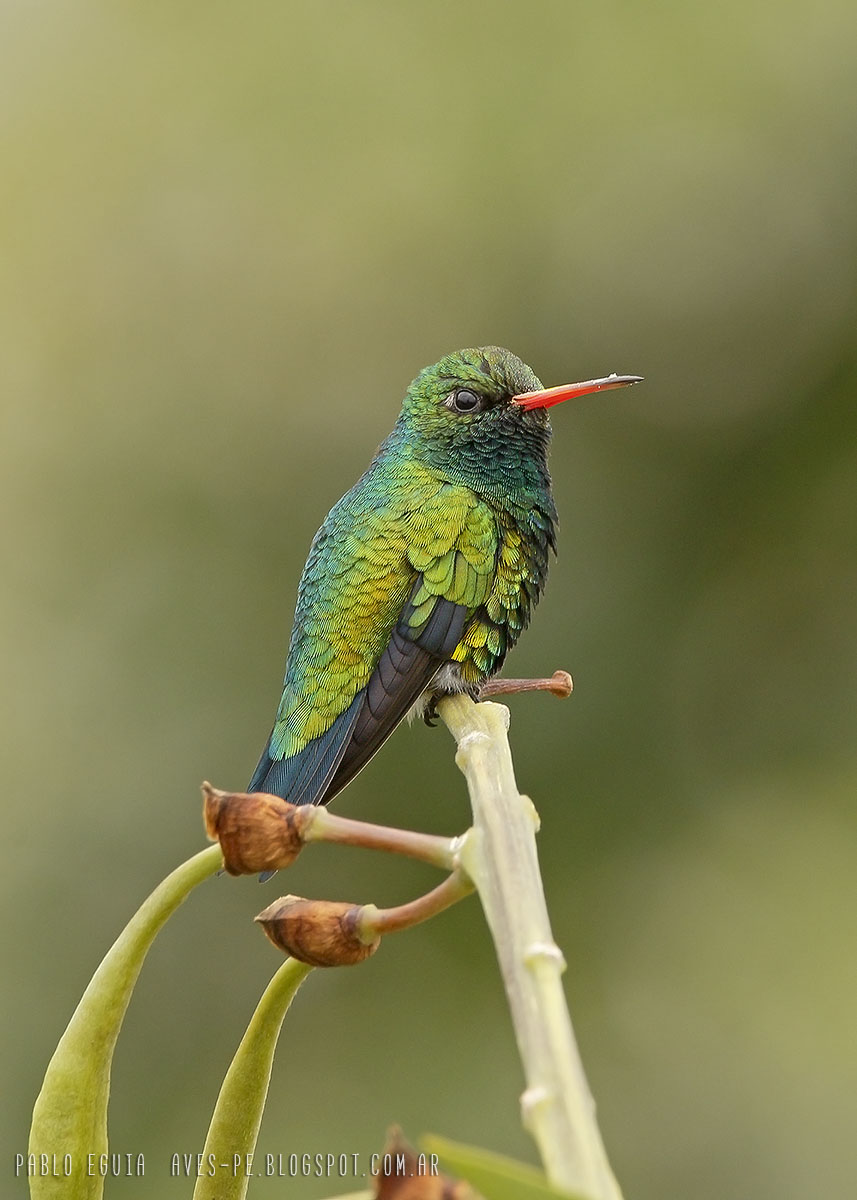mis fotos de aves: Chlorostilbon lucidus Picaflor Verde Glittering ...