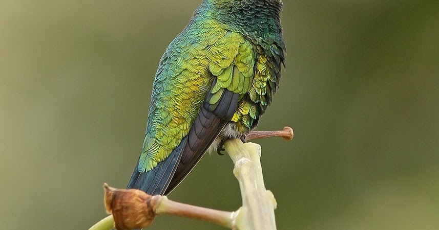 mis fotos de aves: Chlorostilbon lucidus Picaflor Verde Glittering ...
