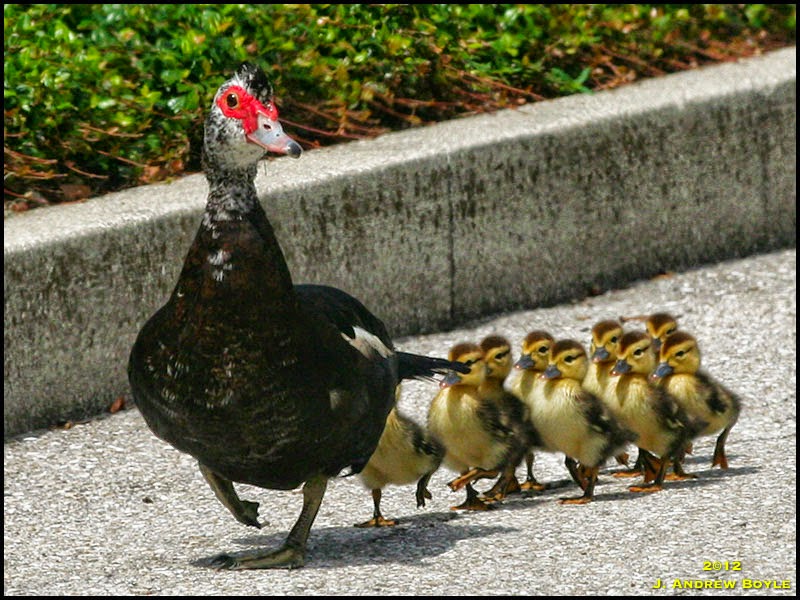 MUSCOVY DUCK photos - wallpapers | the fun bank