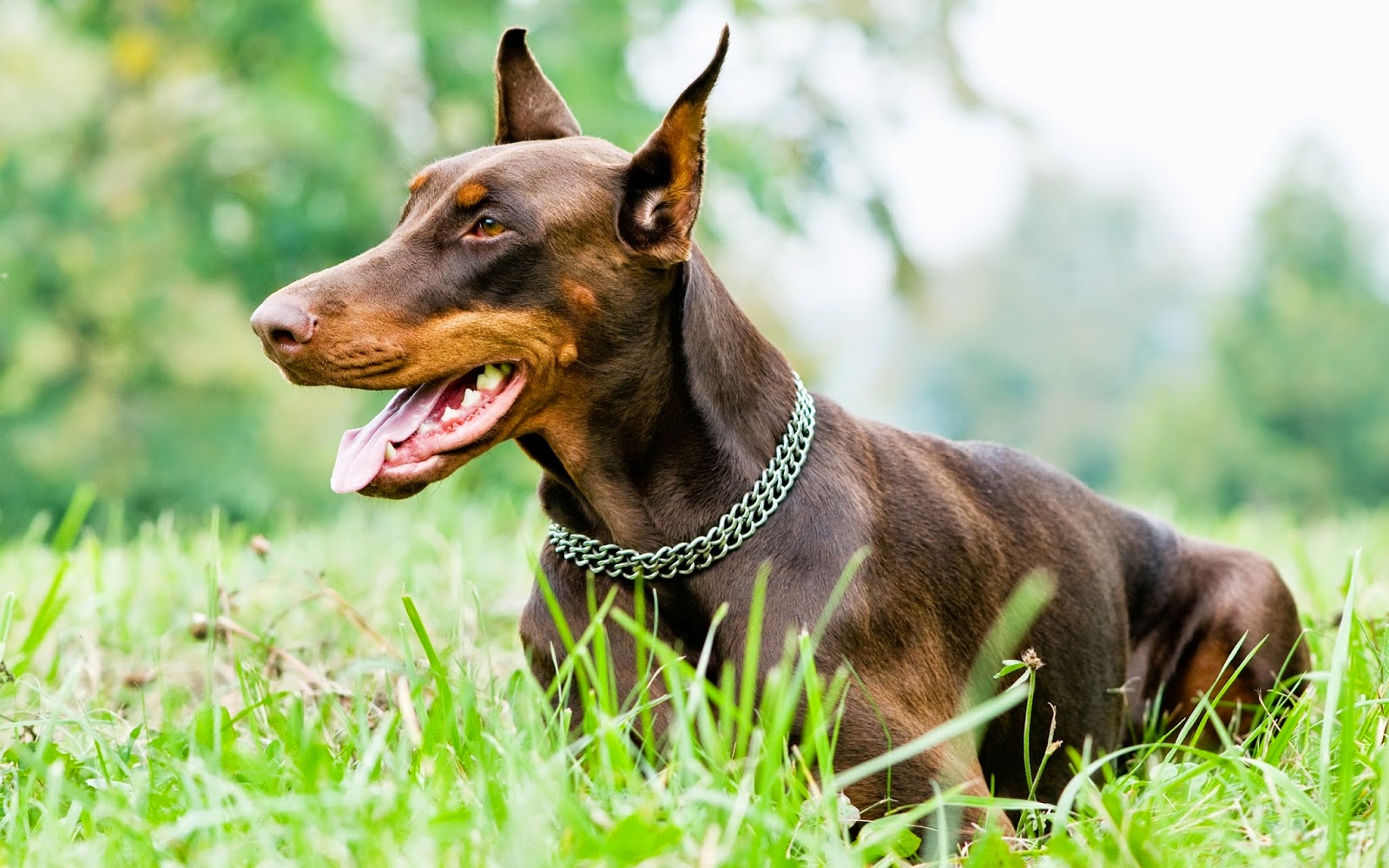 gunggung: Gambar 4 Anjing Ras Doberman