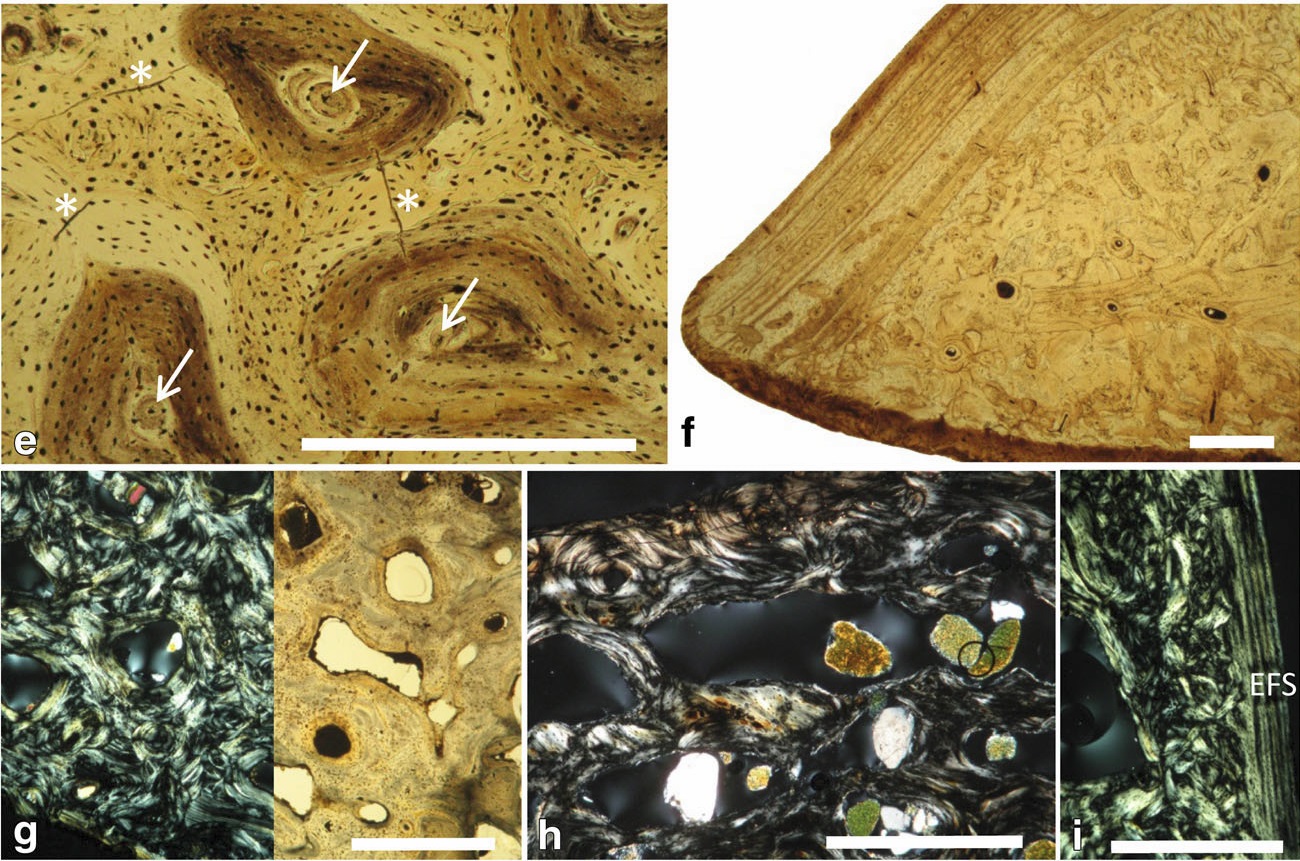 The Coastal Paleontologist: 2018 in review: advances in marine mammal ...