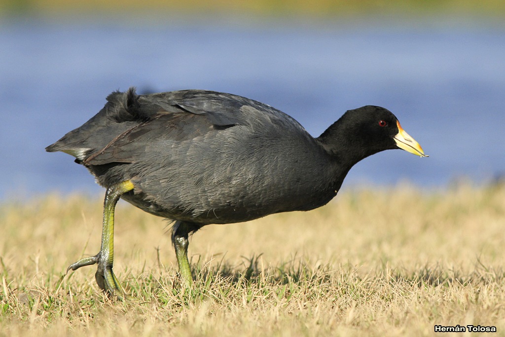 Aves Bonaerenses: Gallaretas pastando