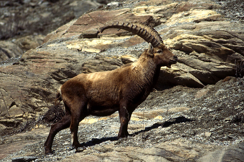 Ibex Side View