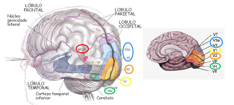 El Buen Presagio: Fisiología del sistema visual