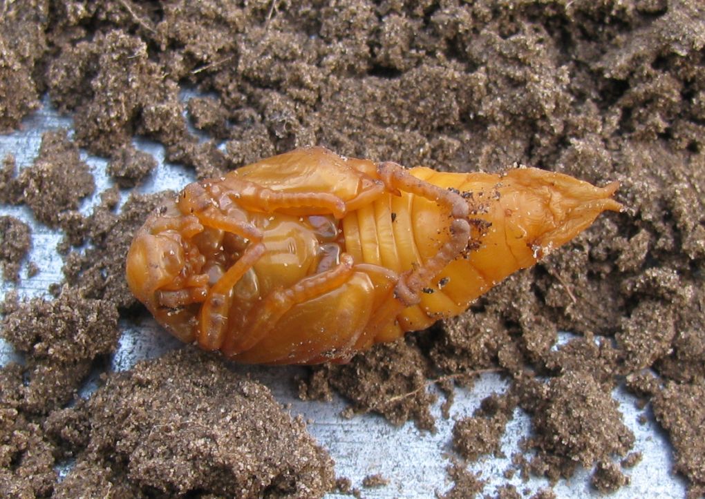 Nieuws van de genoten: Es gibt keine Maikäfer mehr