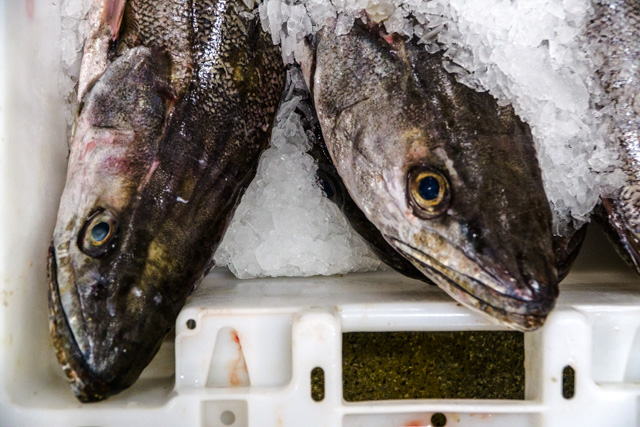 Through the Gaps! - Newlyn Fishing News: Warm and sunny enough in ...