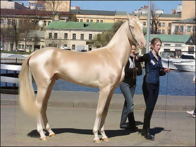 Hello.: Blond Horse